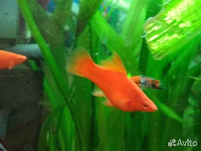 Продаю гуппи"кобра" и меченосцев красных