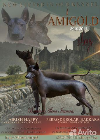 Щенки ксолоитцкуинтли