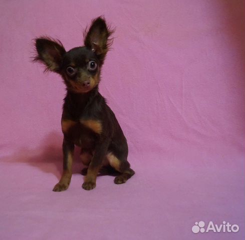 Подрощенная красивая девочка