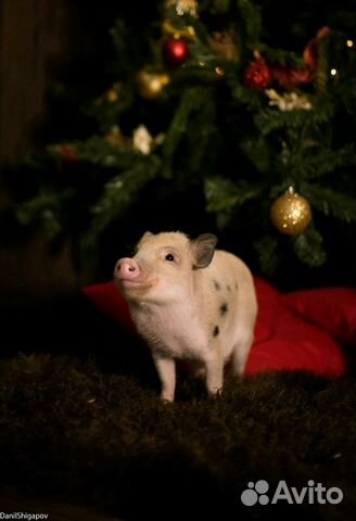 Минипиг карликовая свинка