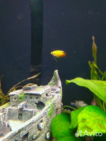 Медовый гурами