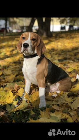 Бигль / случка