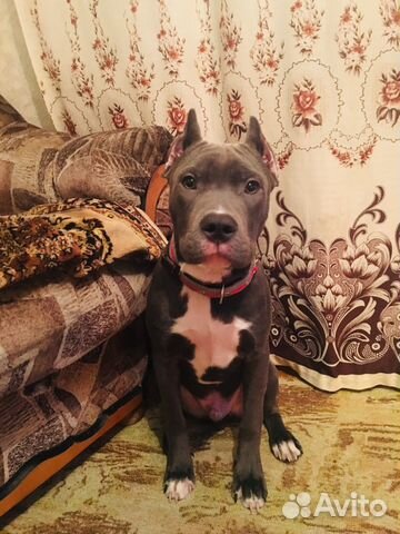 Американский Стаффордшир терьер