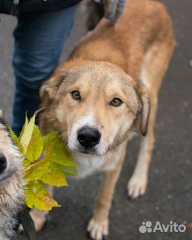 Молодой и мудрый Руф в добрые руки