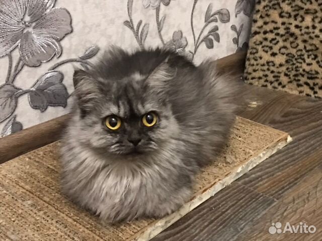 Красавица Алиса ищет дом
