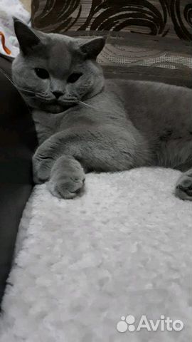 Британский котенок 1год. Аллергия у жены