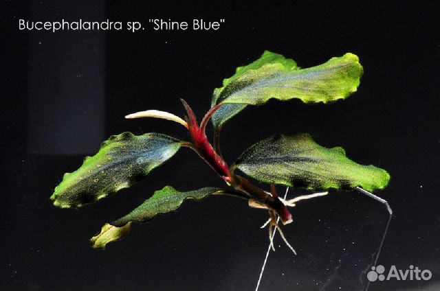 Аквариумные растения Буцефаландры (Bucephalandra S