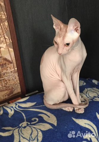 Кошечка донского сфинкса