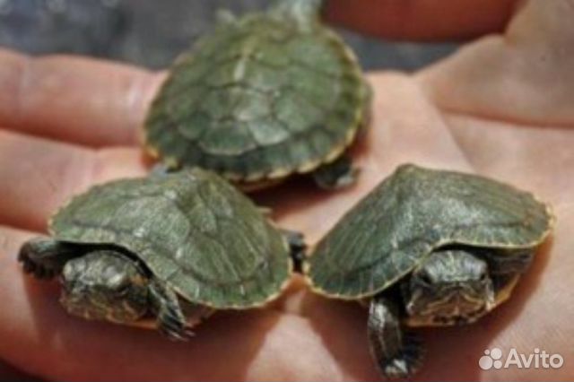 Черепаха