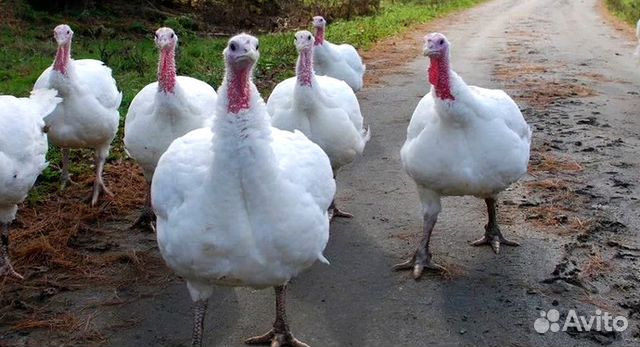 Индейка Бройлер