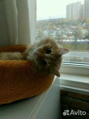 Отдам кота в добрые руки