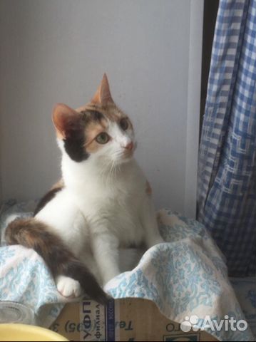 Маруся ищет дом