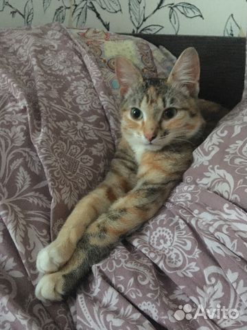 Кошечка ищет дом