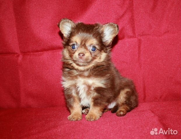 Шоколадный щенок чихуахуа