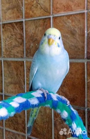 Волнистый попугай, самочка