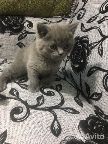 Британский котёнок