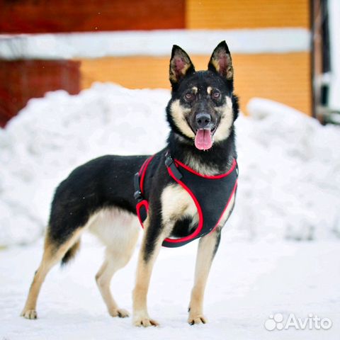 Мини оачарочка ищет дом