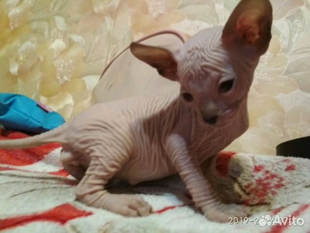 Продается котенок сфинкс