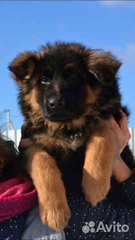 Щенок немецкой овчарки д/ш, РКФ, сука, 2,5мес