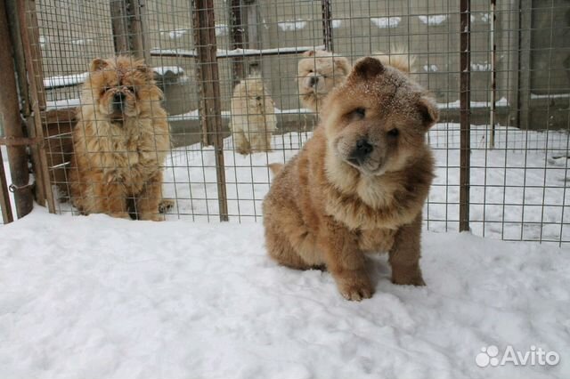 Подросток чау чау
