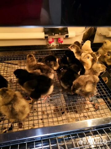 Яйцо, цыплята. Бентамка сицевая, кохинхин, джерсий