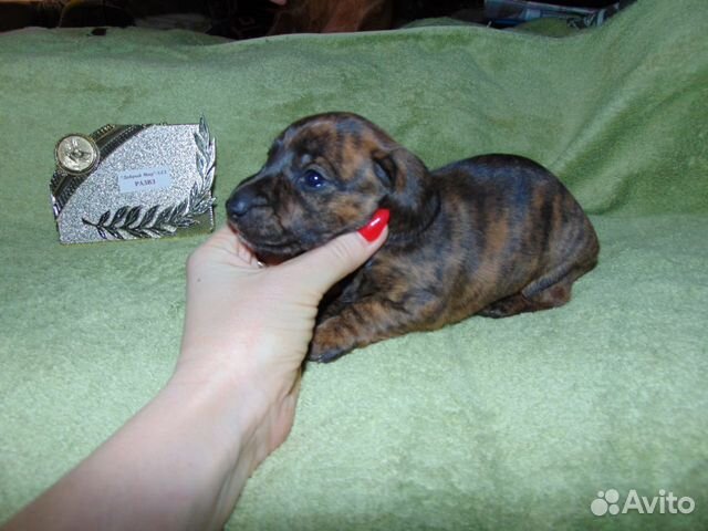 Щенки таксы