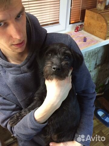 Миттельшнауцер