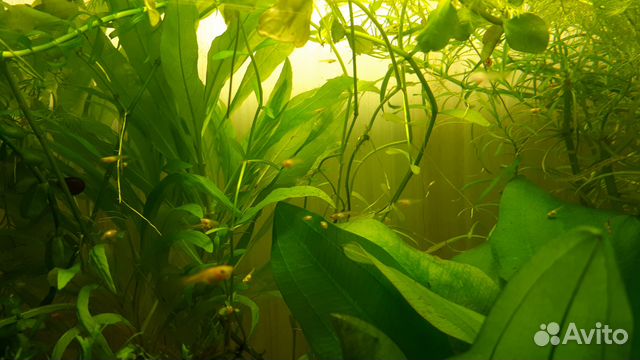 Гуппи "Красная московская" - мальки