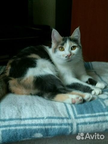 Кошечка Ефросинья