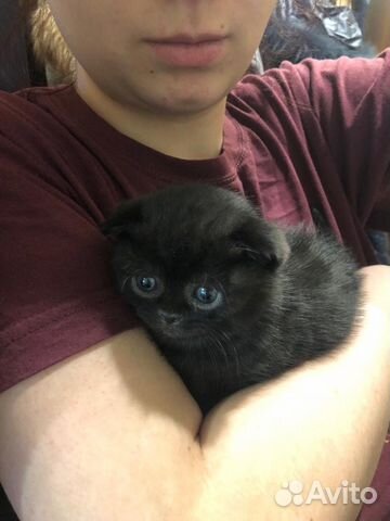 Чёрный Британский котенок мини. Карликовый британе