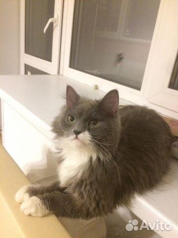 Пушистый милаш