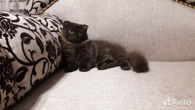 Кошка-такса