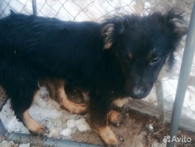 Метис овчарки