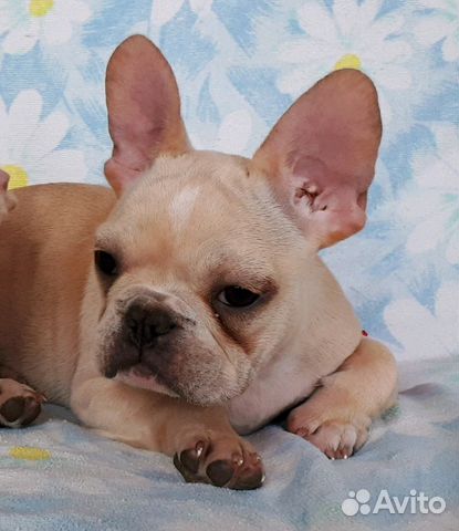 Кукла креммашка от двух кремовых родителей