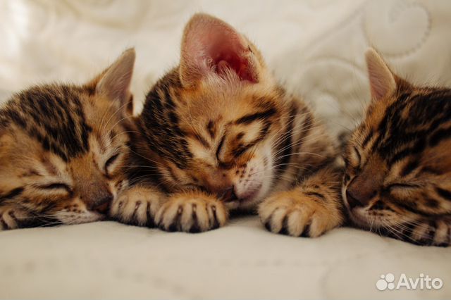 Котята бенгалята