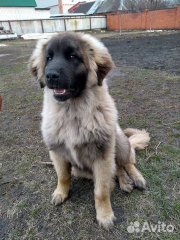 Продажа леонбергера