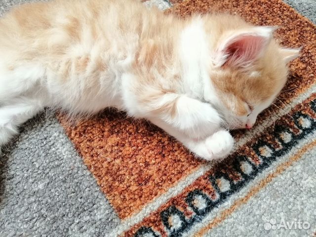 Отдам котенка