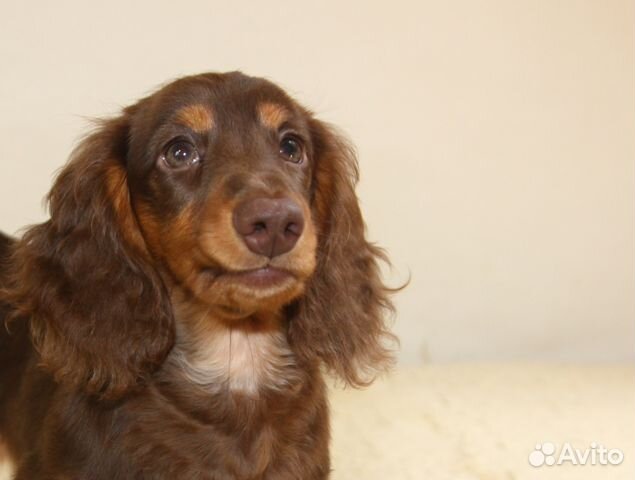 Кроличий длинношерстный мальчик