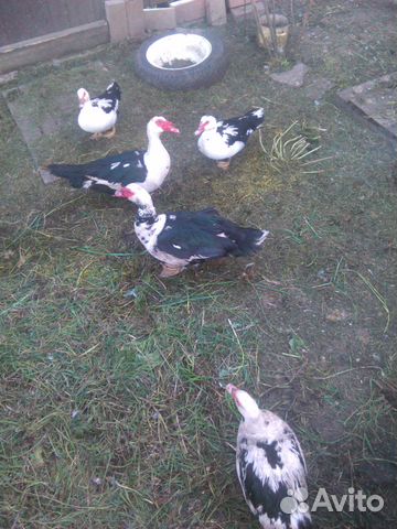 Индоутки на племя