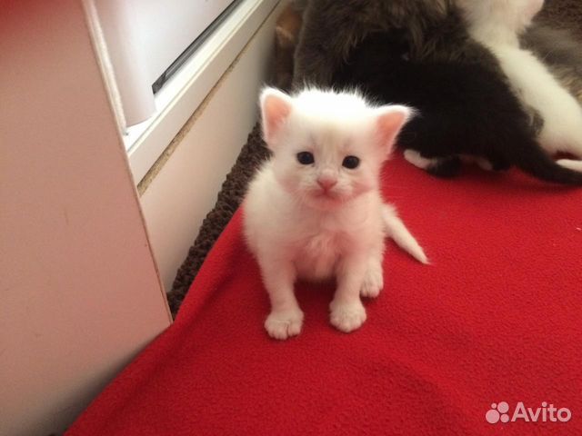 Котята от очень мудрой и красивой кошечки