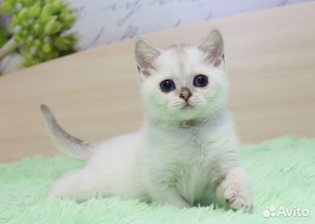 Синеглазый шотландский котик