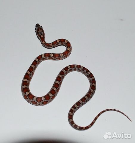 Маисовый полоз