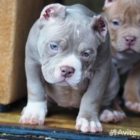 Американский булли - щенки от Привозного кобеля
