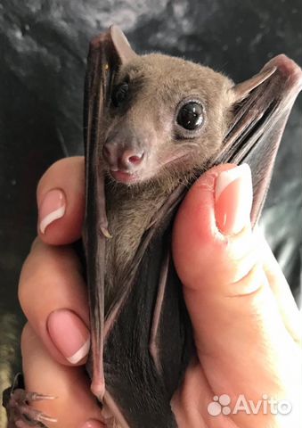 Нильские крыланы