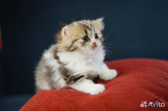 Весенние шотландские котята