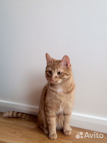 Рыжий котейка