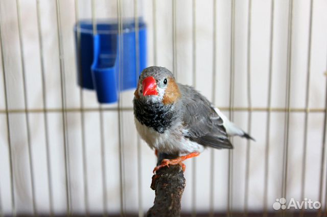 Зебровая амадина. самец