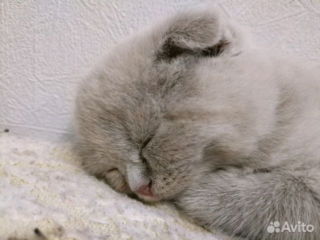 Шотландская веслоухая девочка