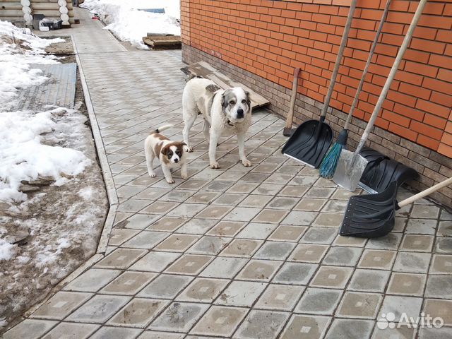 Отдам щенка