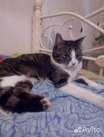 Кот Жулик - умничка в дар